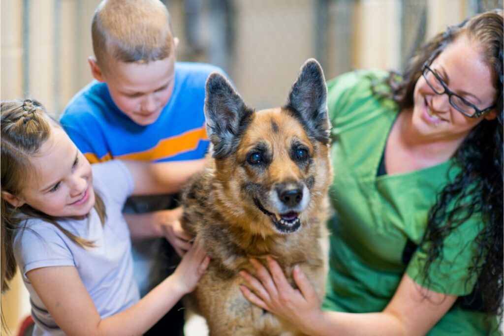 Guide d'Adoption d'Animaux en Belgique